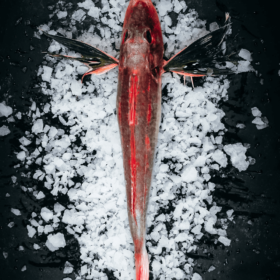 Blue Cod Fillets Fresh | Fresh Seafood | Harbour Fish