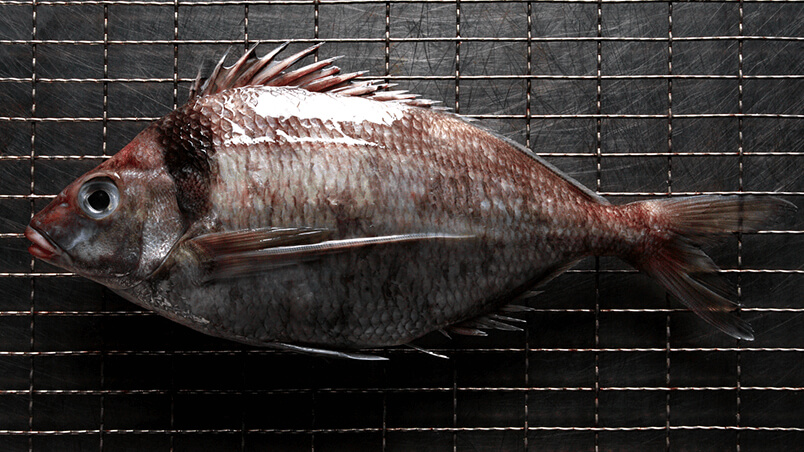 Harbour Fish | Fresh & Frozen Fish | Seafood Online | Seafood Delivery